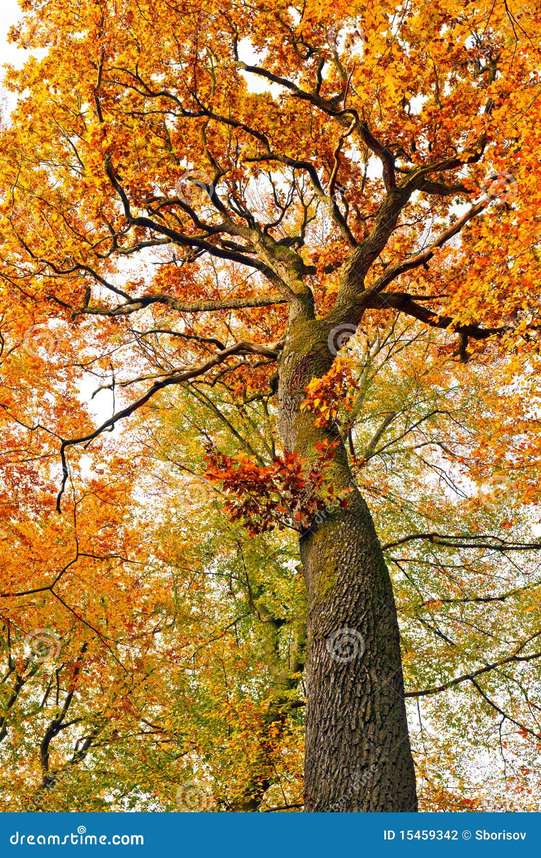 Colorful autumnal oak tree stock photo. Image of autumn - 15459342