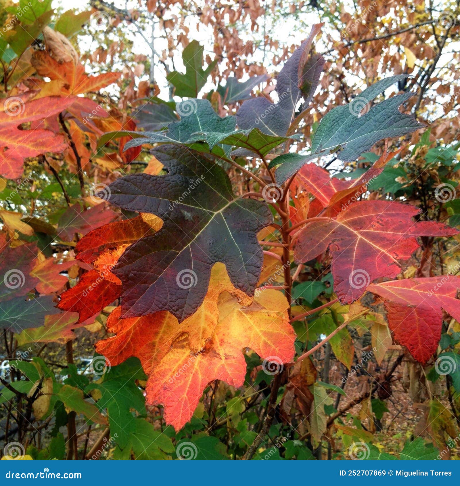 Autuum Leaves Stock Photos - Free & Royalty-Free Stock Photos from ...