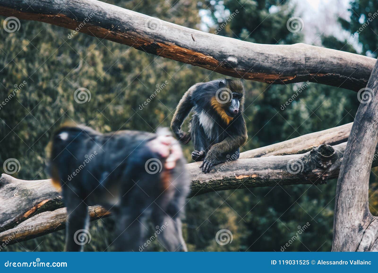 Colorful Baboon in the Forest Stock Image - Image of nature, forest ...