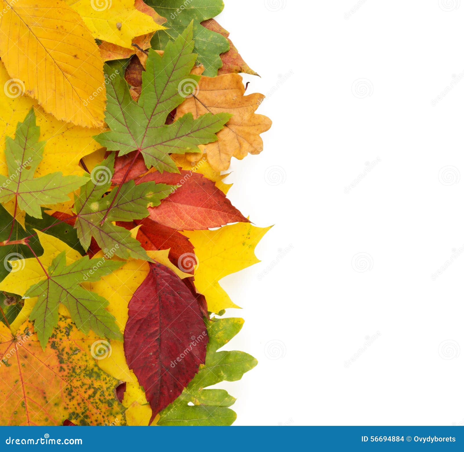 Colorful Background of Autumn Leaves Isolated Stock Photo - Image of ...