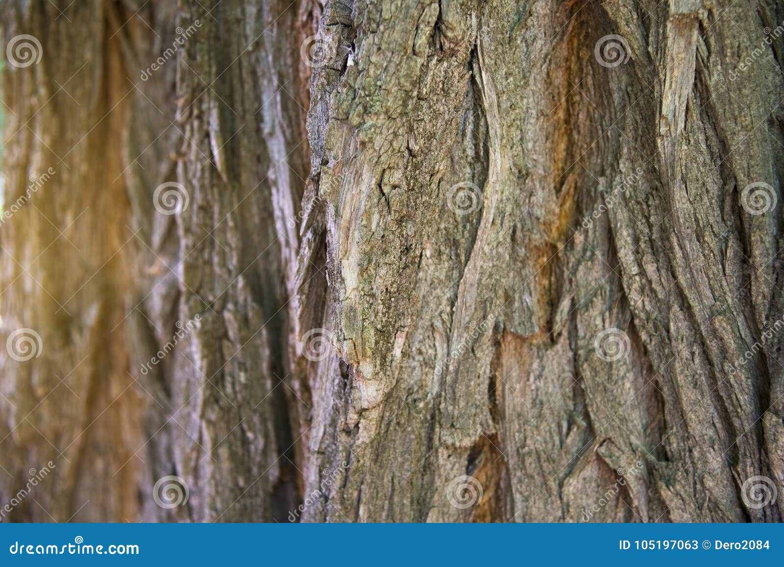 Colorful Background with Bark of the Acacia Tree and Sunlight, Space ...