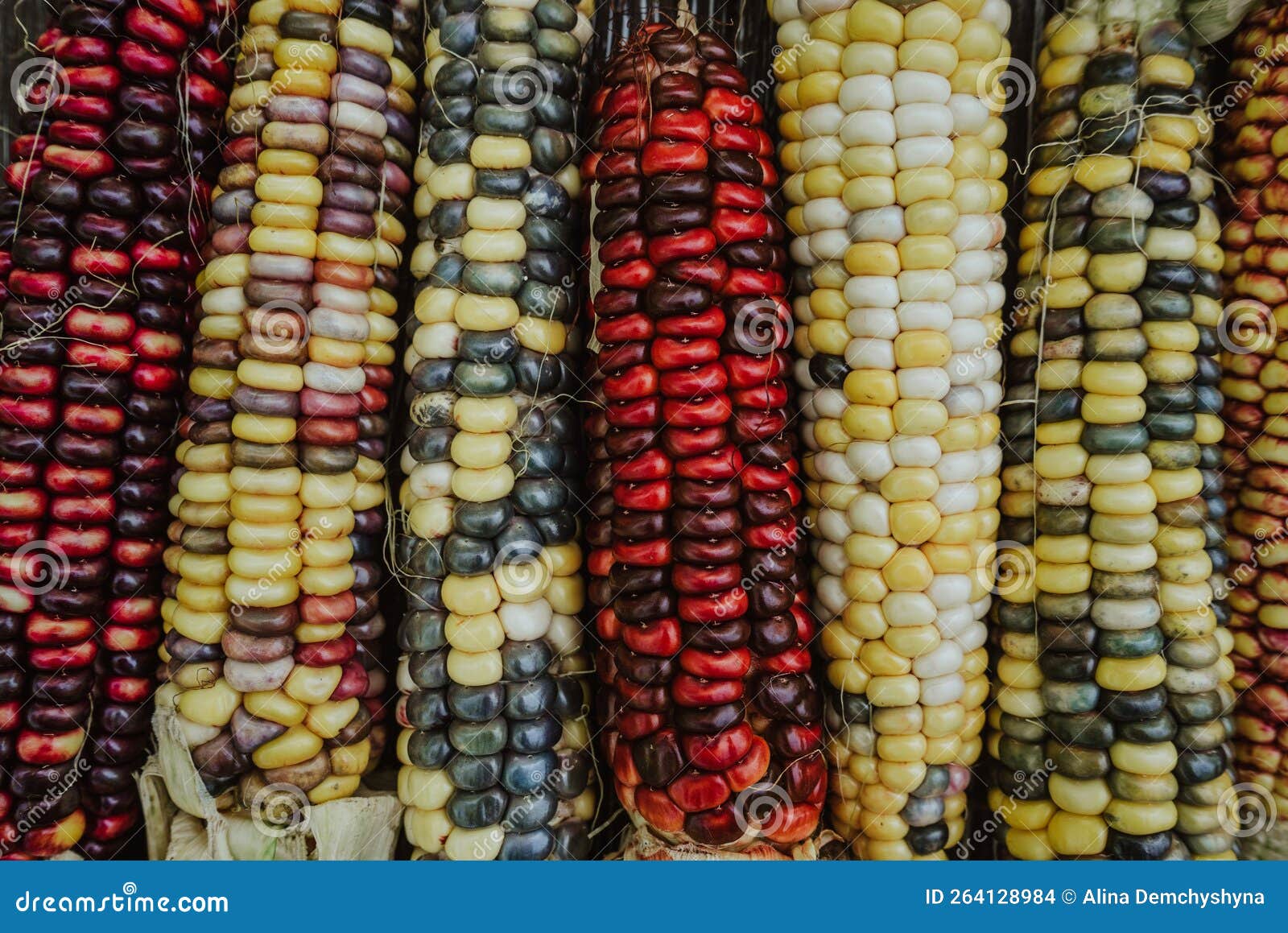 Colorful Background of Colored Cobs of Delicious Indian Corn, Home ...