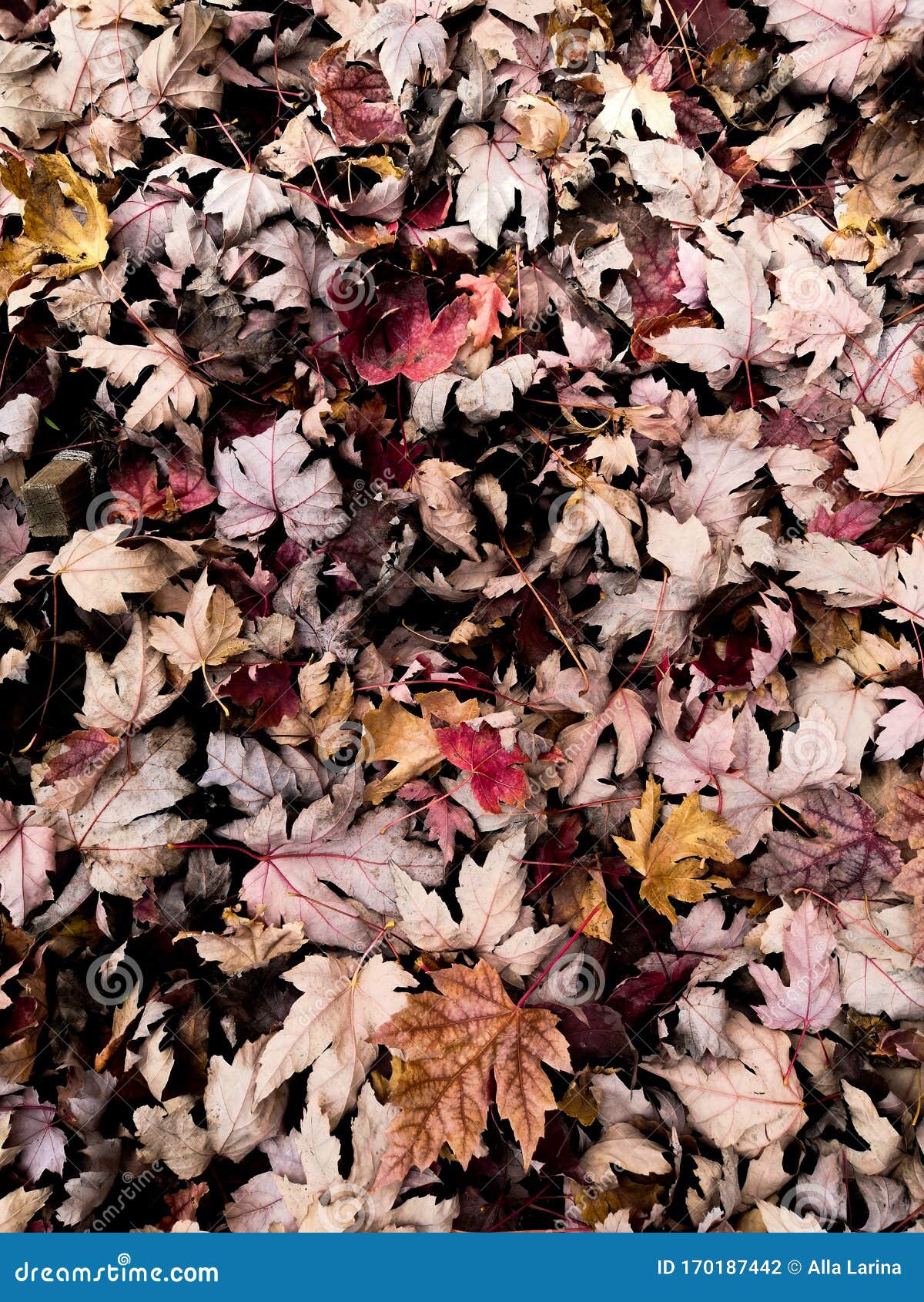 Colorful Background of Fallen Autumn Leaves and Brown Stock Photo ...