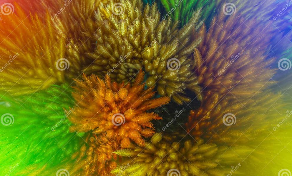 Colorful Background Pattern with Flashy Design Stock Image - Image of ...