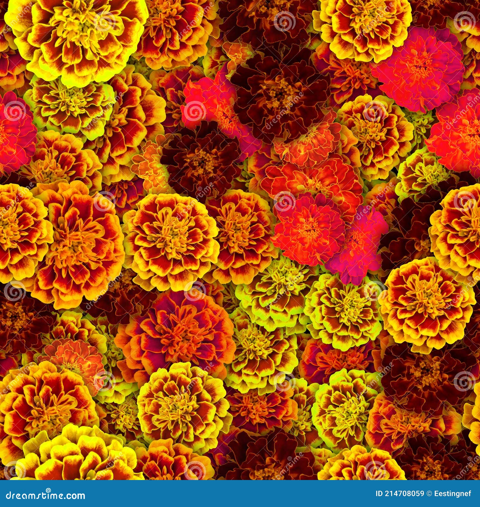 Colorful Background with Tagetes Patula Flower. Seamless Pattern Stock ...