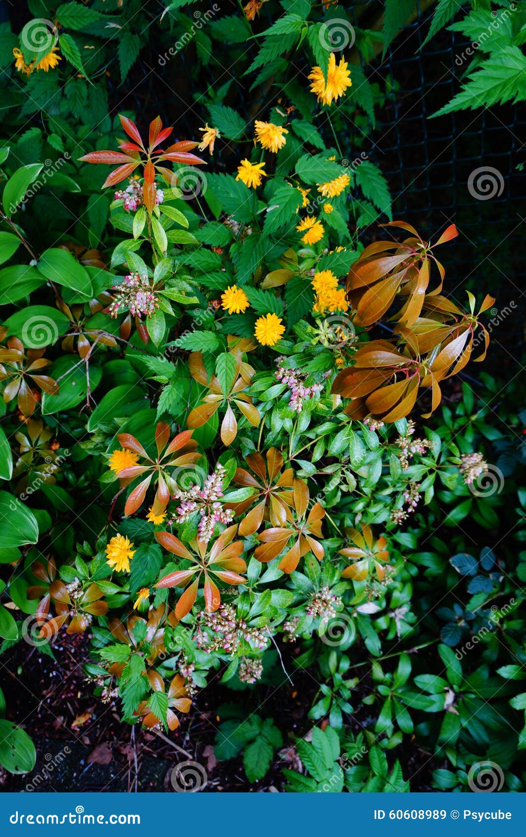 Colorful Backyard Shrubbery Stock Image - Image of colors, green: 60608989