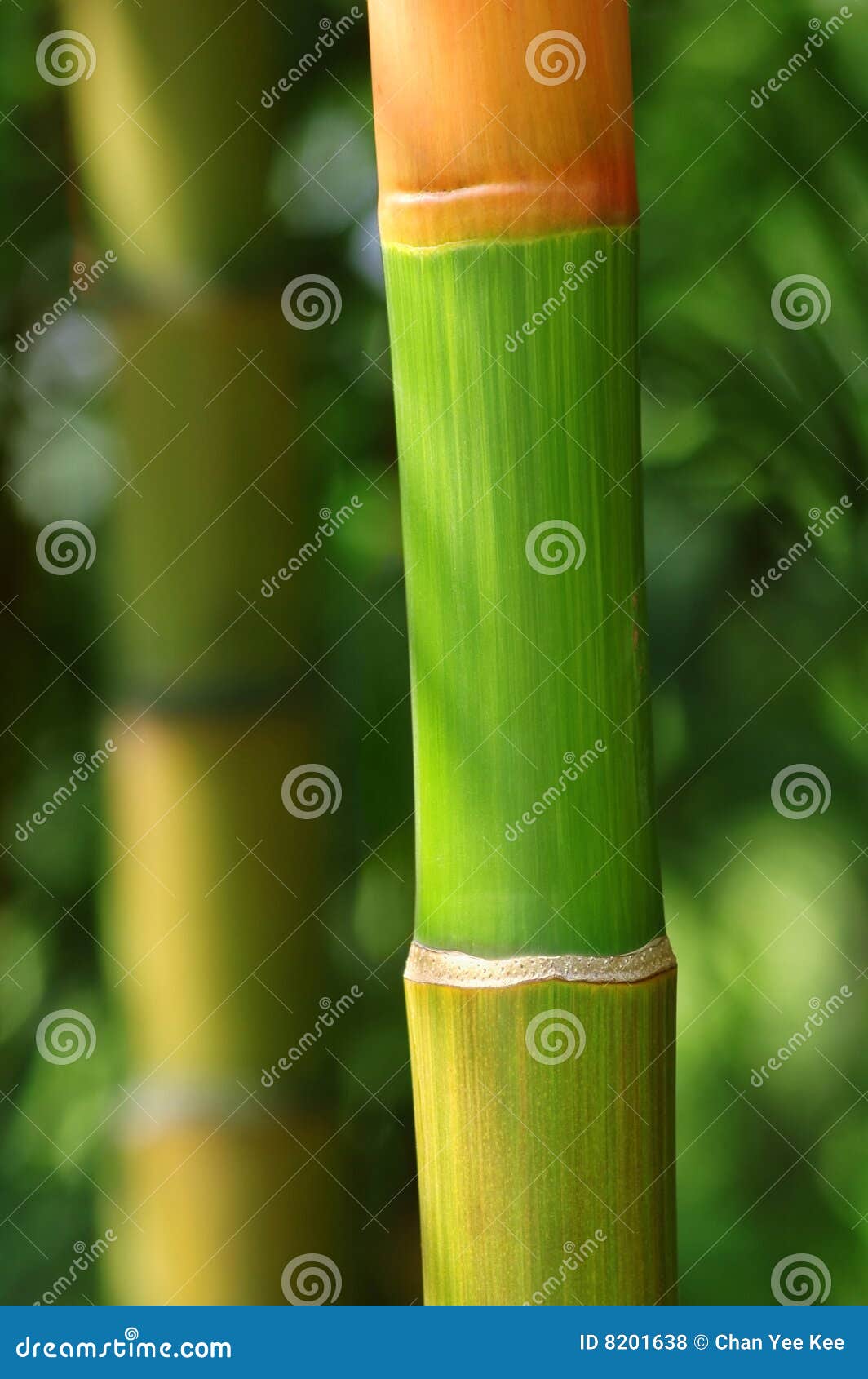 Colorful bamboo stock photo. Image of botanical, closeup - 8201638