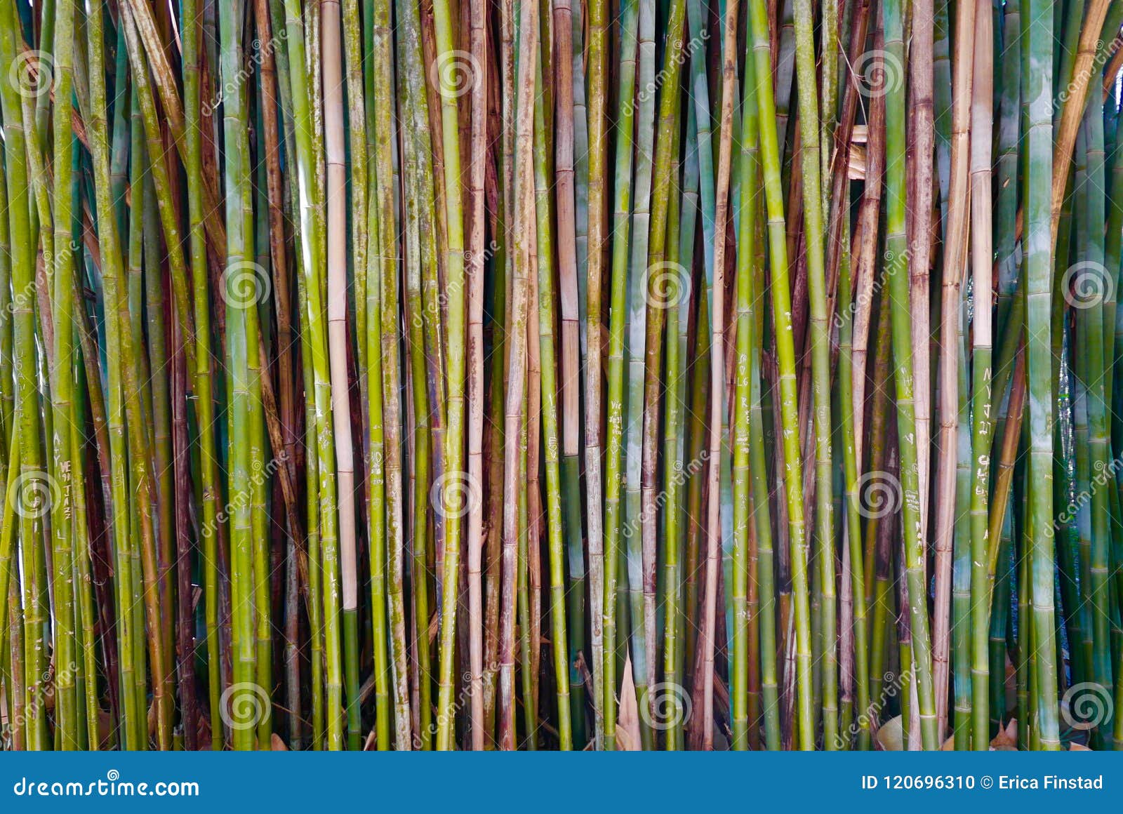Colorful bamboo stalks stock photo. Image of yellow - 120696310