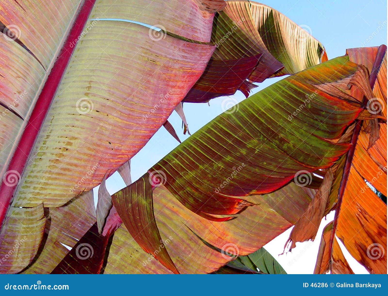 Banana Leaves For Thai Dessert Royalty-Free Stock Photography ...