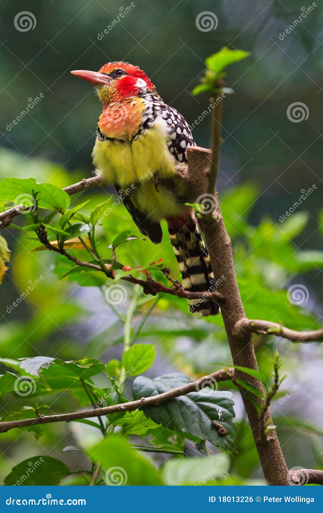 Colorful barbet bird stock photo. Image of tropical, wildlife - 18013226