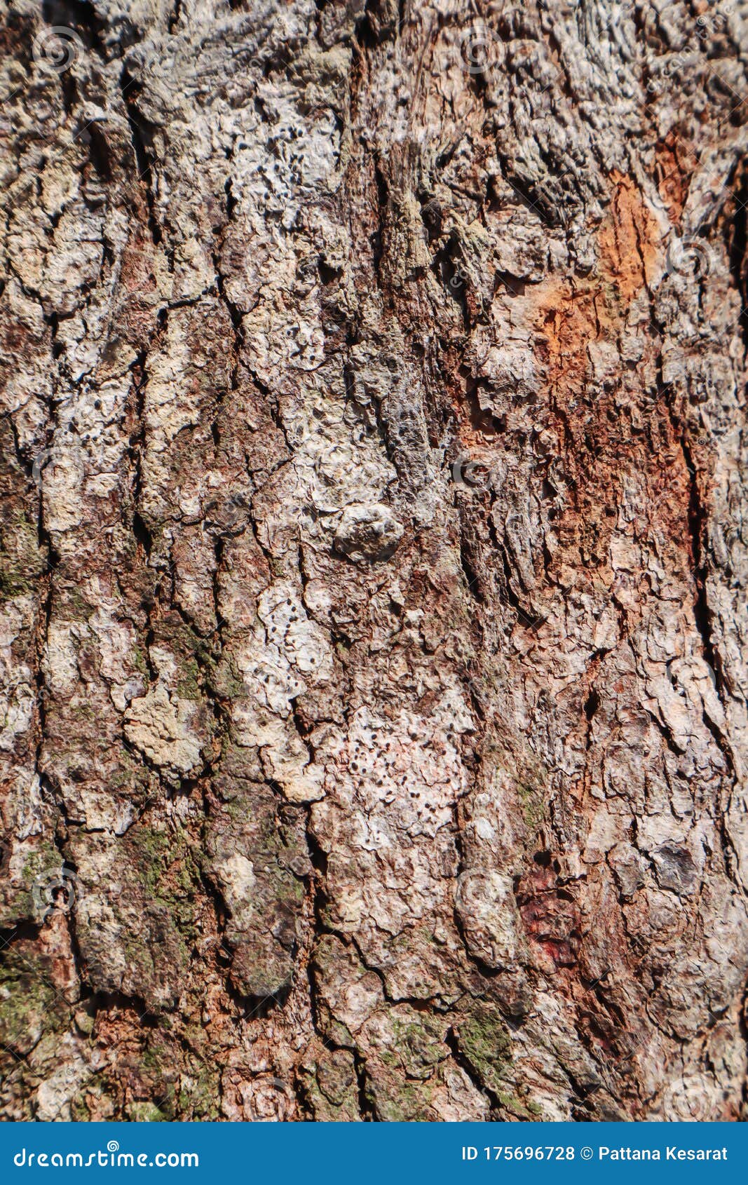 Colorful of the Bark for Background Stock Photo - Image of abstract ...