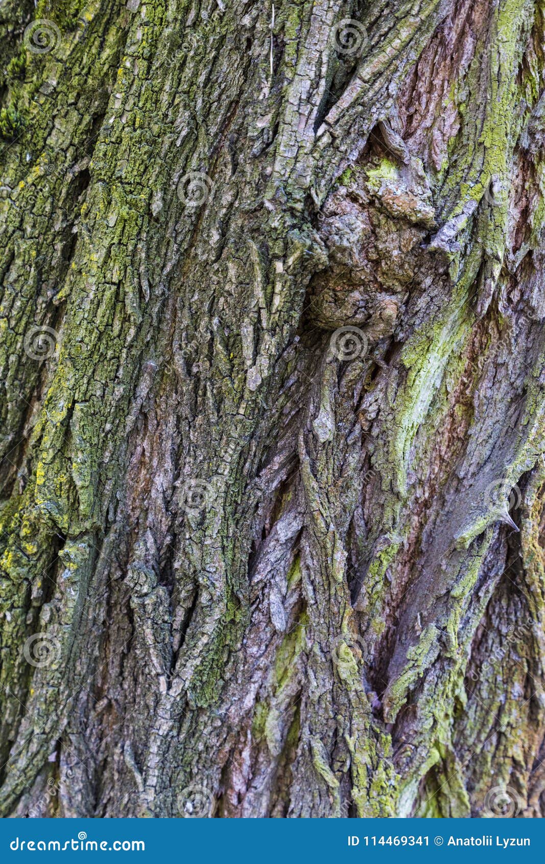 Colorful Bark of Old Deciduous Tree Close-up Stock Image - Image of ...