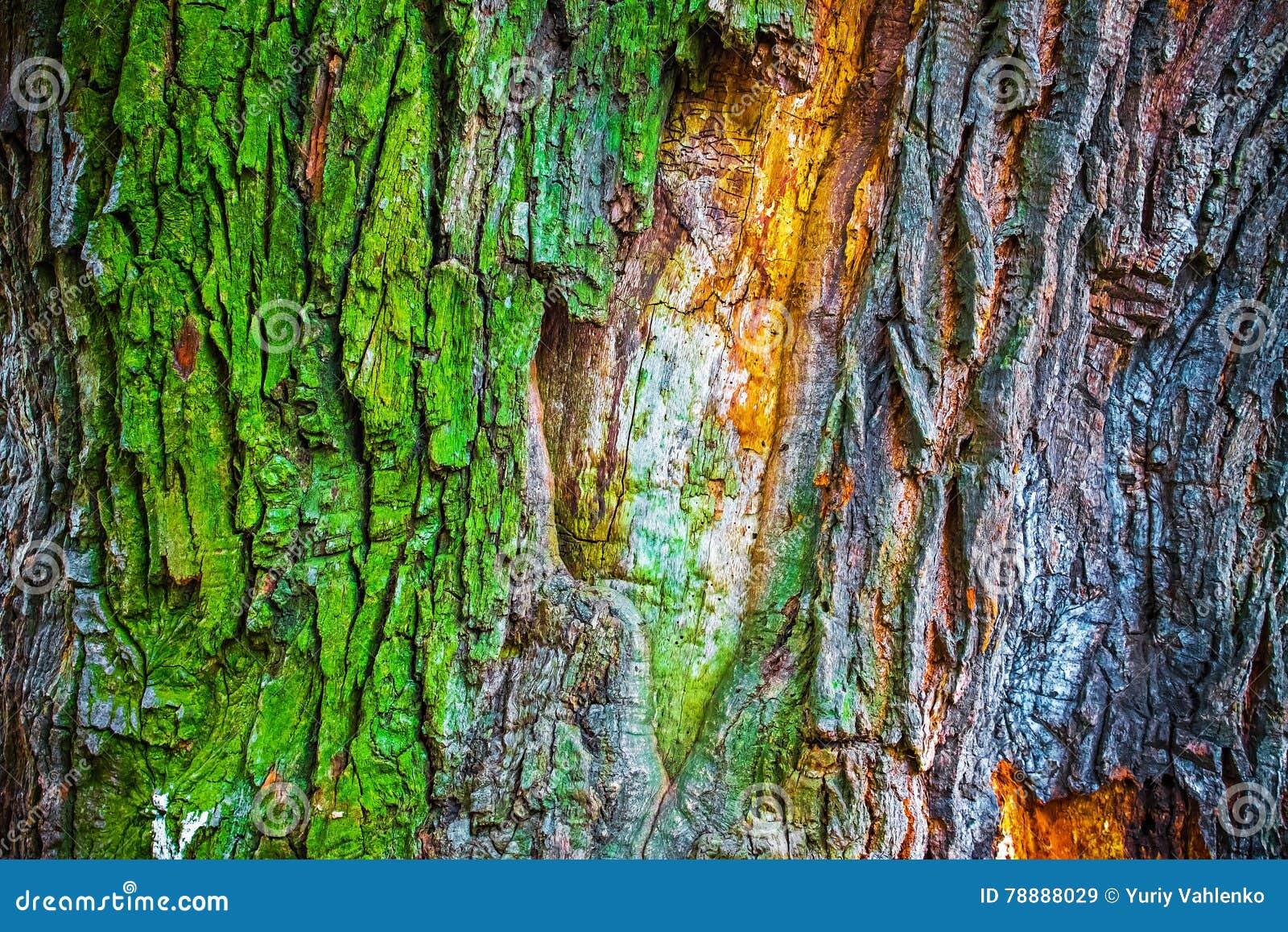 Colorful Bark of Old Oak Tree, Abstract Nature Background Stock Image ...