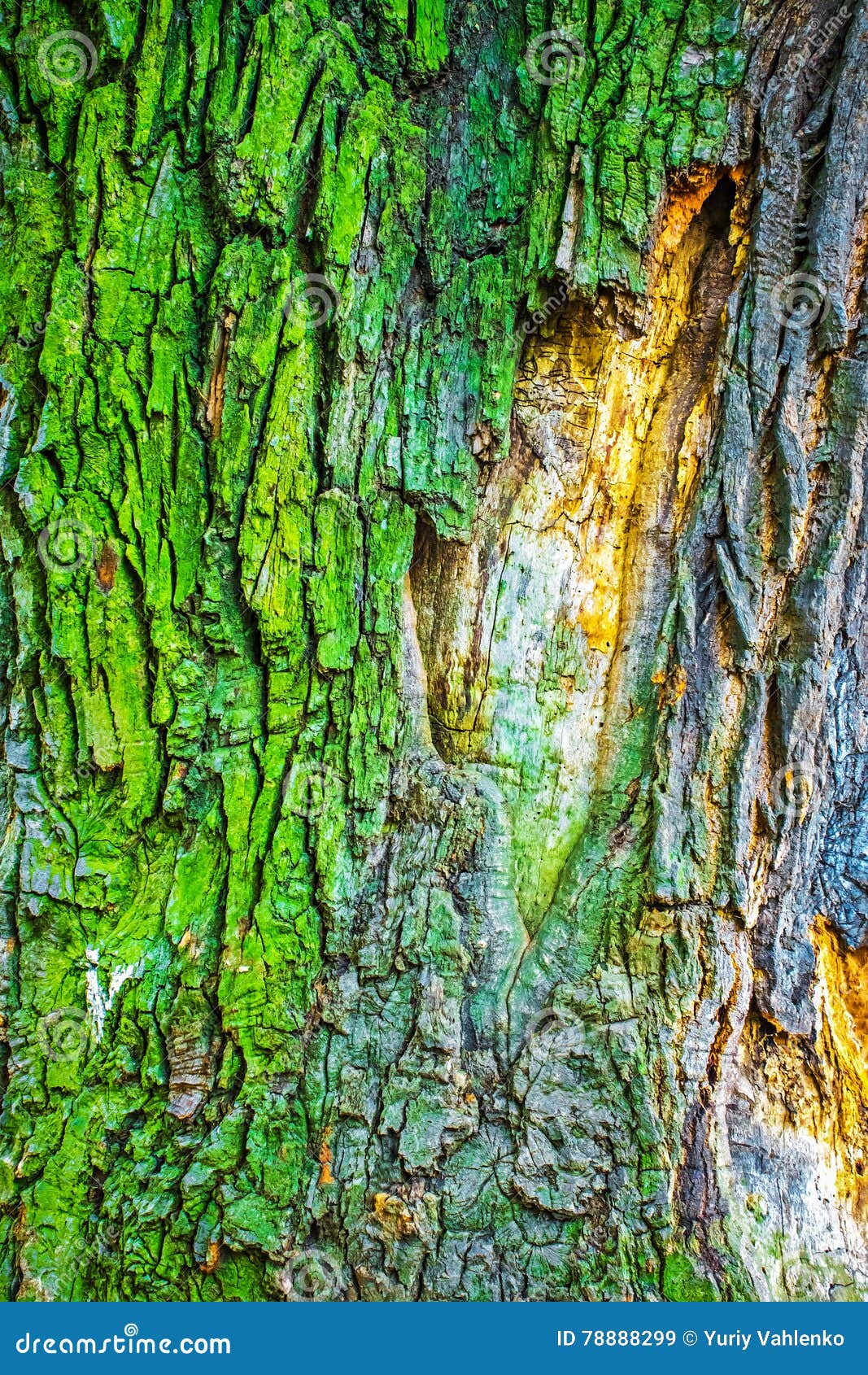 Colorful Bark of Old Oak Tree, Abstract Nature Background Stock Image ...