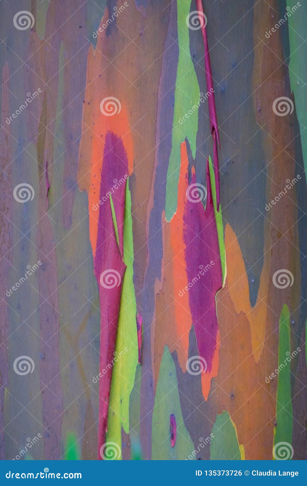 Colorful bark of a tree stock photo. Image of background - 135373726