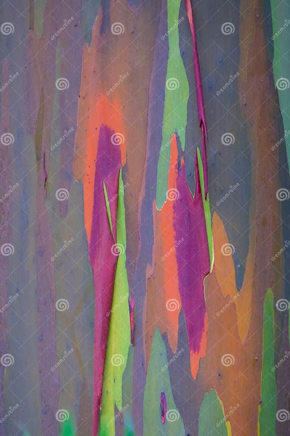Colorful bark of a tree stock photo. Image of background - 135373726