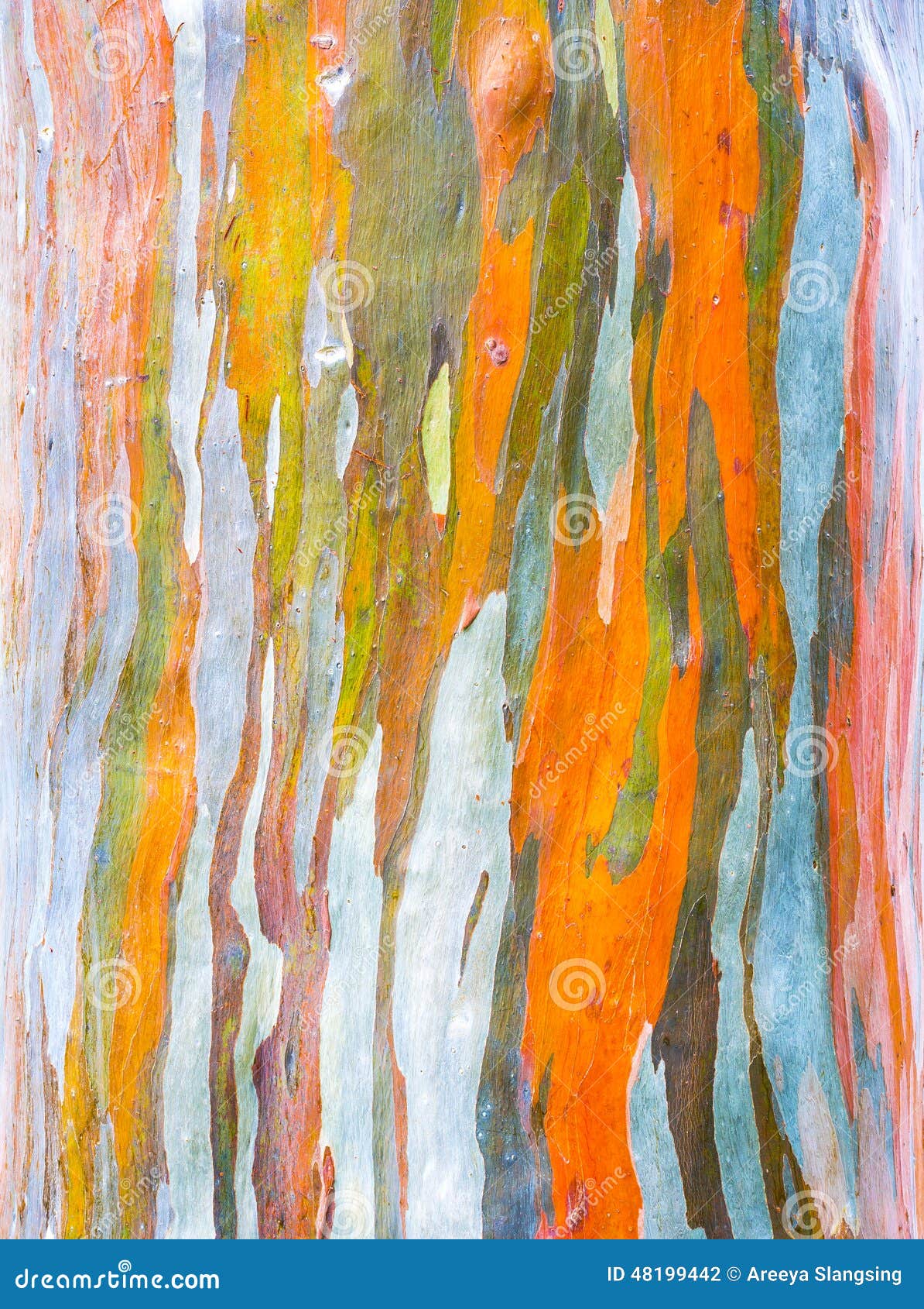 Colorful bark of tree stock photo. Image of bark, trunk - 48199442