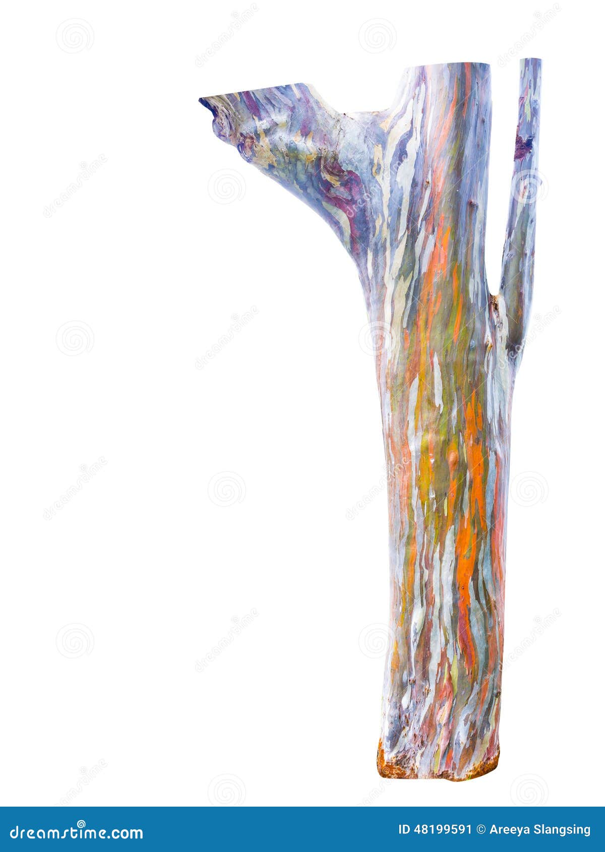 Colorful Bark of Tree Isolated on White Stock Image - Image of ...