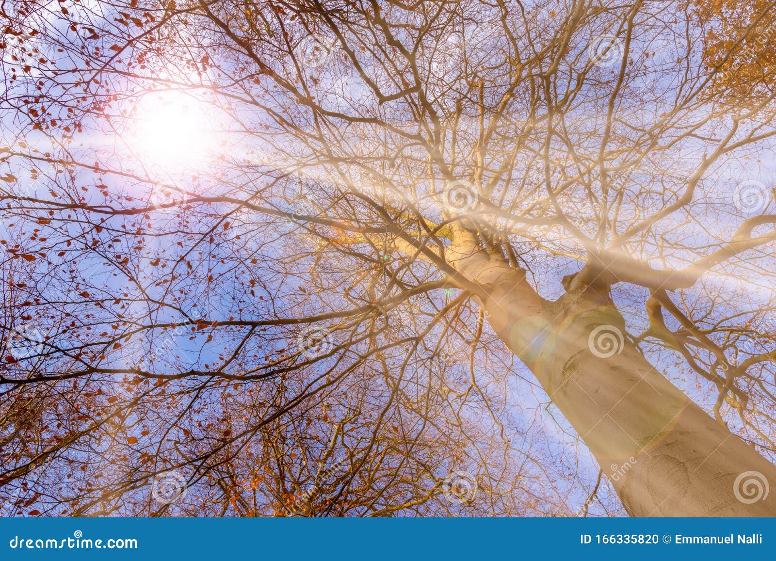 Colorful and Beautiful Autumn Tree during the Fall Season from Below ...