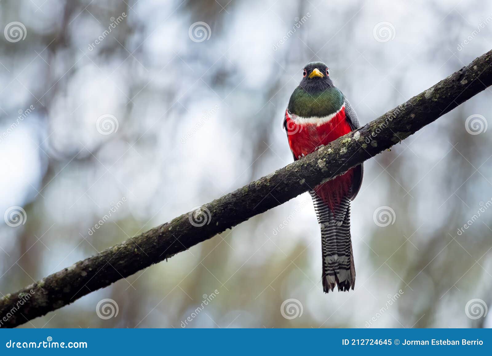 Colorful and Beautiful Bird Looking Straight Ahead from a Tree Branch ...