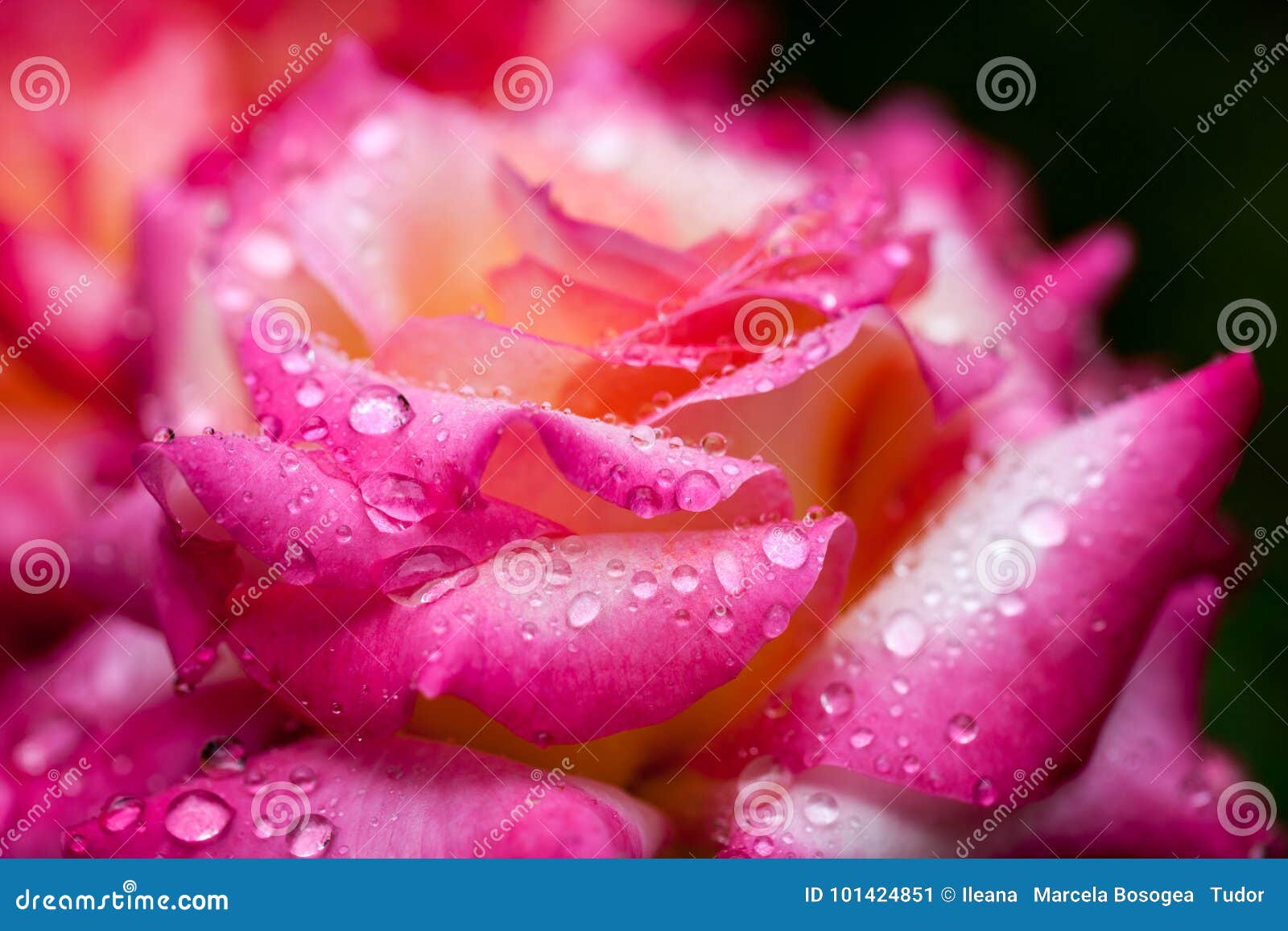 Colorful, Beautiful, Delicate Rose Stock Image - Image of details ...