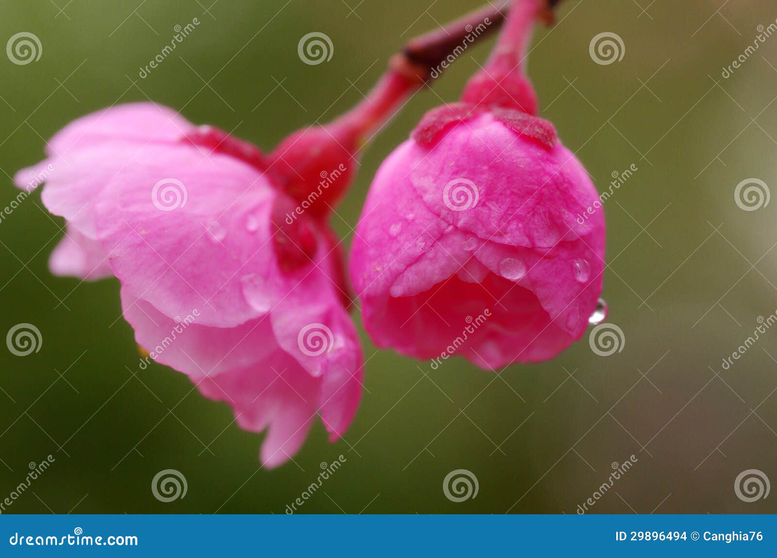 Flowering plum stock photo. Image of peach, luan, berries - 29896494