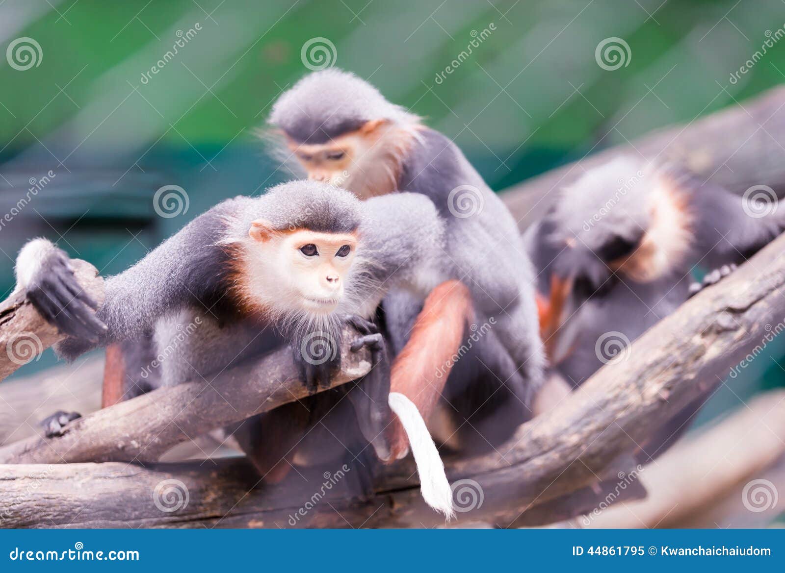 Colorful and Beautiful of Pygathrix Nemaeus Stock Image - Image of ...