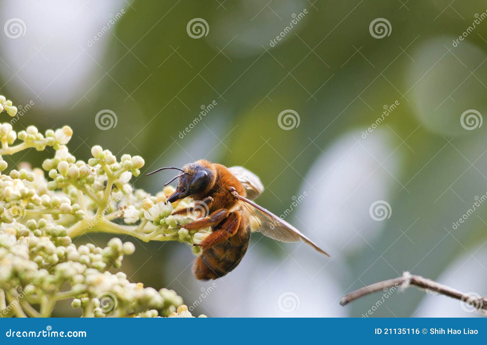 Colorful bee stock photo. Image of color, grass, outdoors - 21135116
