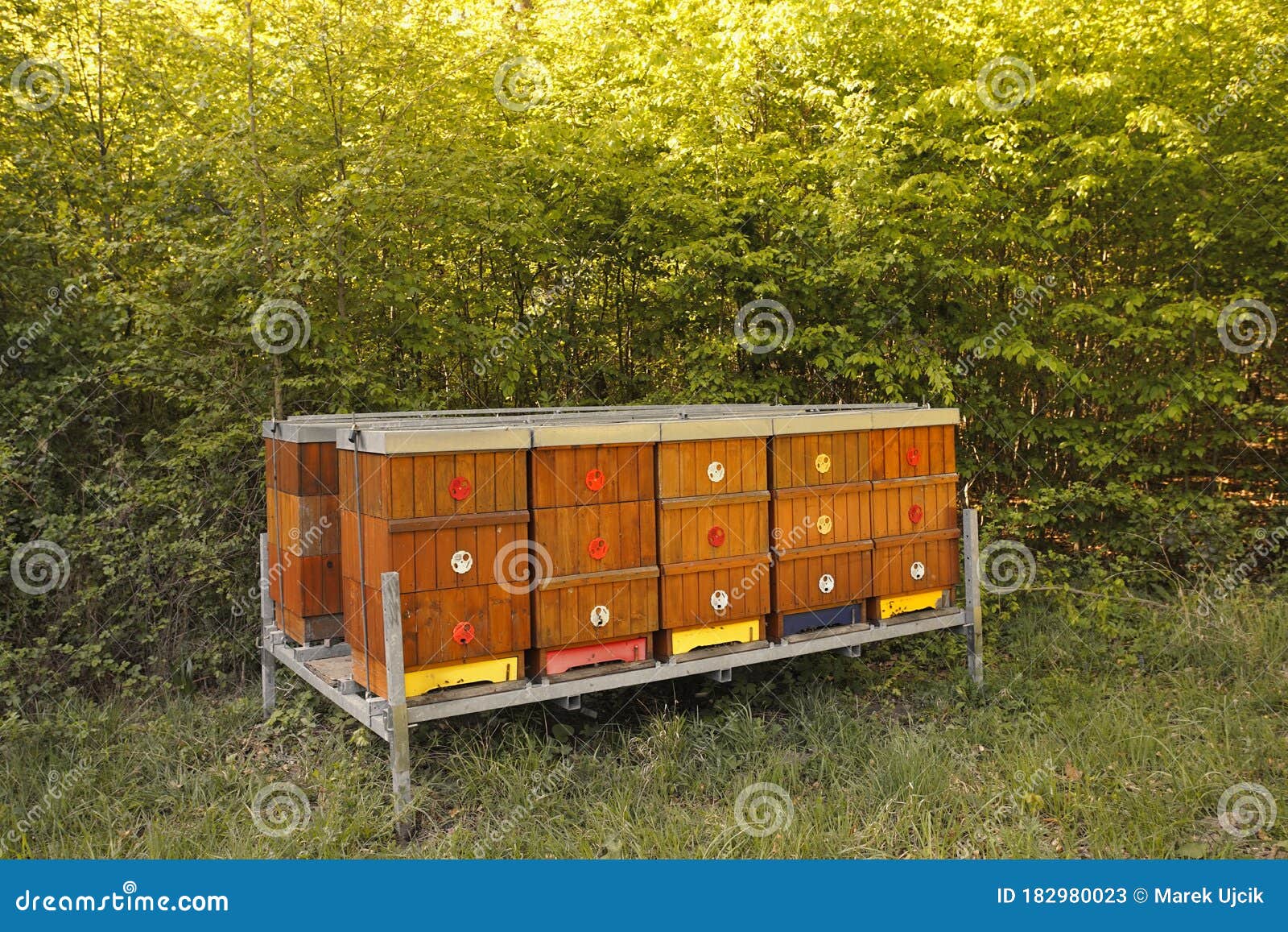 Colorful Bee Hives on a Meadow in Front of a Spring Forest Stock Image ...