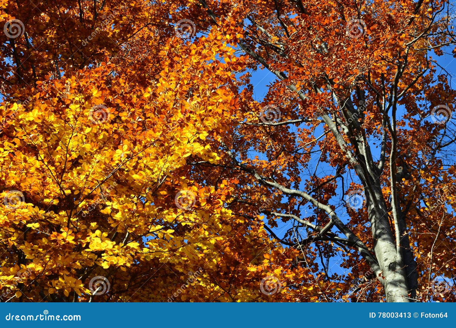 Colorful Beech Crown in Autumn Stock Image - Image of beautiful ...