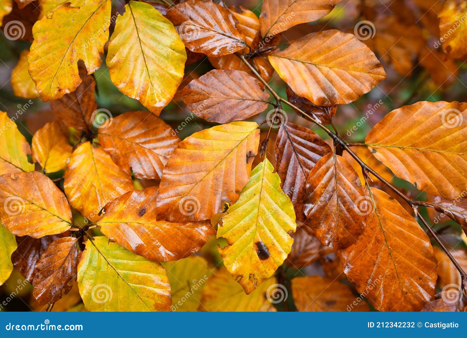 Colorful Beech Leaves on Thin Twigs, Autumn Day Stock Photo - Image of ...