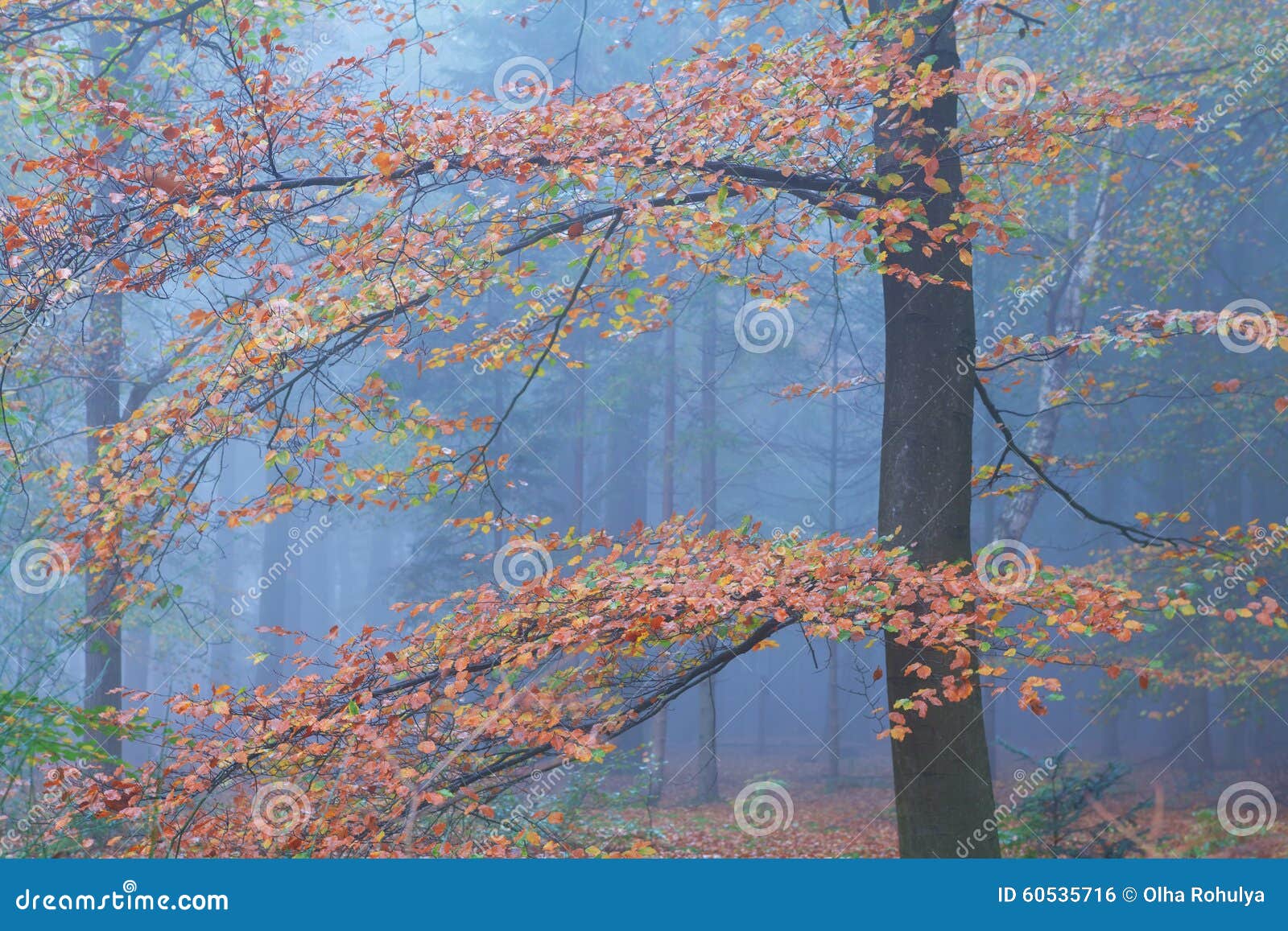 Colorful Beech Tree in Autumn Forest Stock Photo - Image of scenery ...