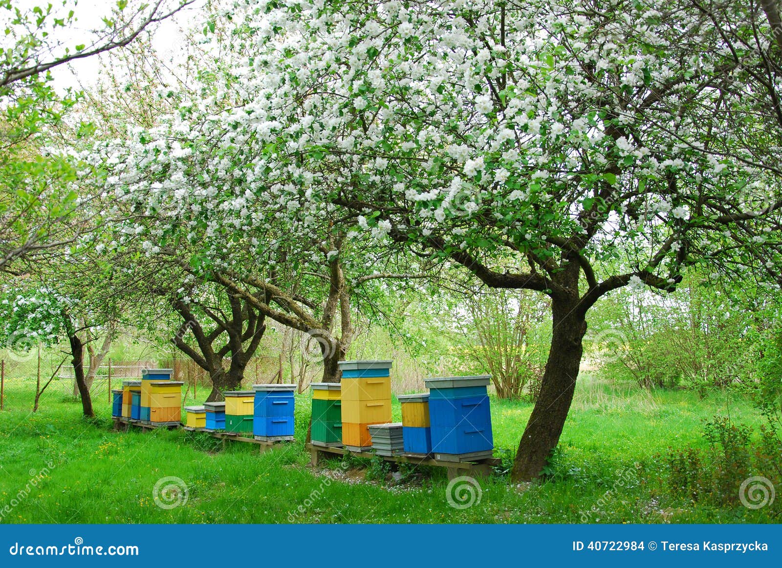 Beehives In The Spring Sun With Flying Bees, Wooden Beehive In Garden ...