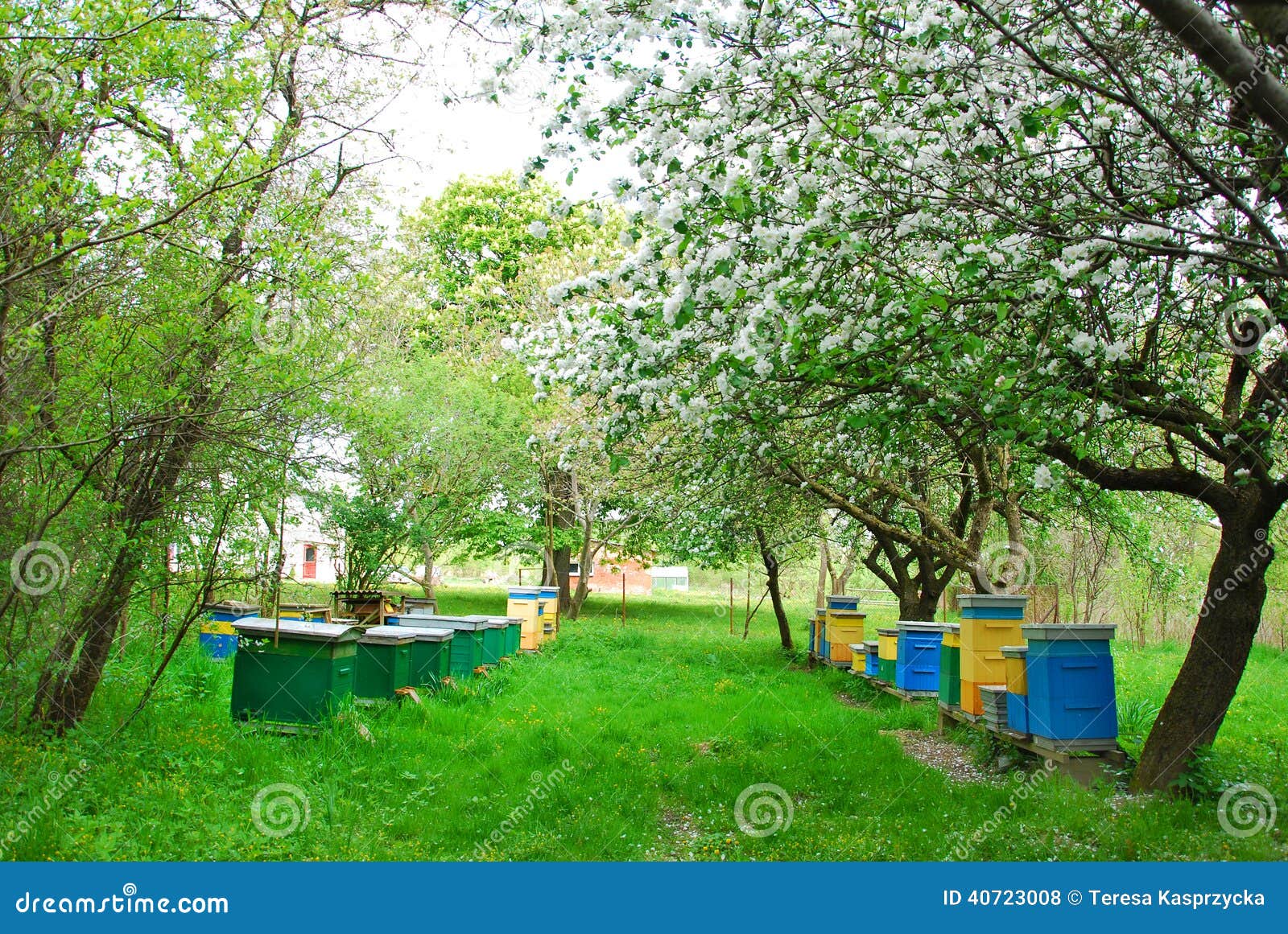 Colorful Beehives in Spring Orchard Stock Photo - Image of home, field ...