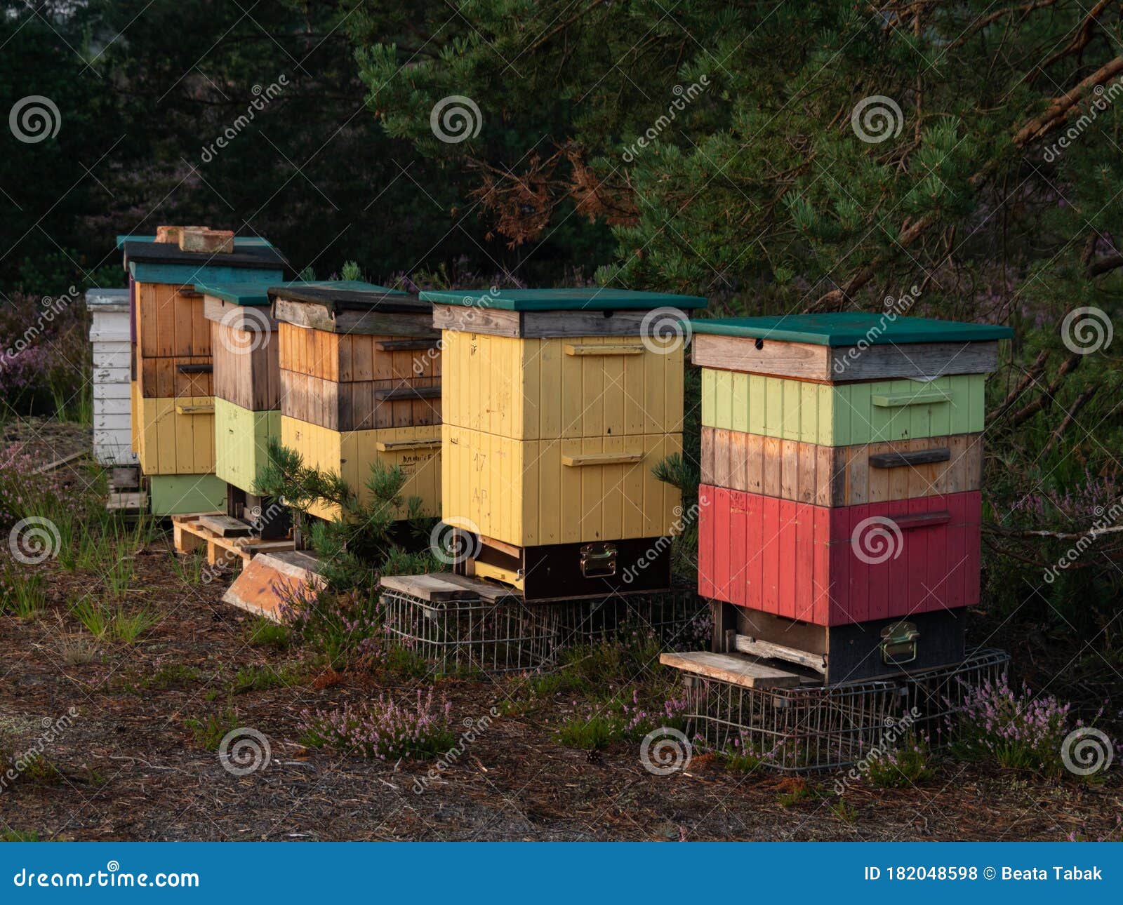 Colorful Beehives Standing in the Forest on the Heath. Stock Photo ...