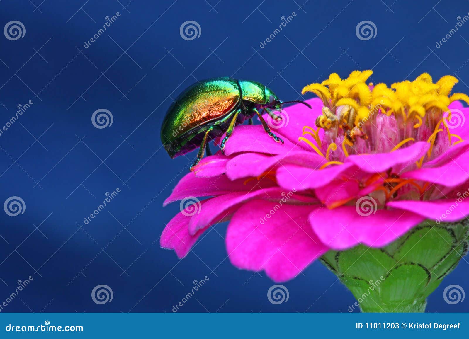 Colorful beetle stock image. Image of feed, animal, nature - 11011203