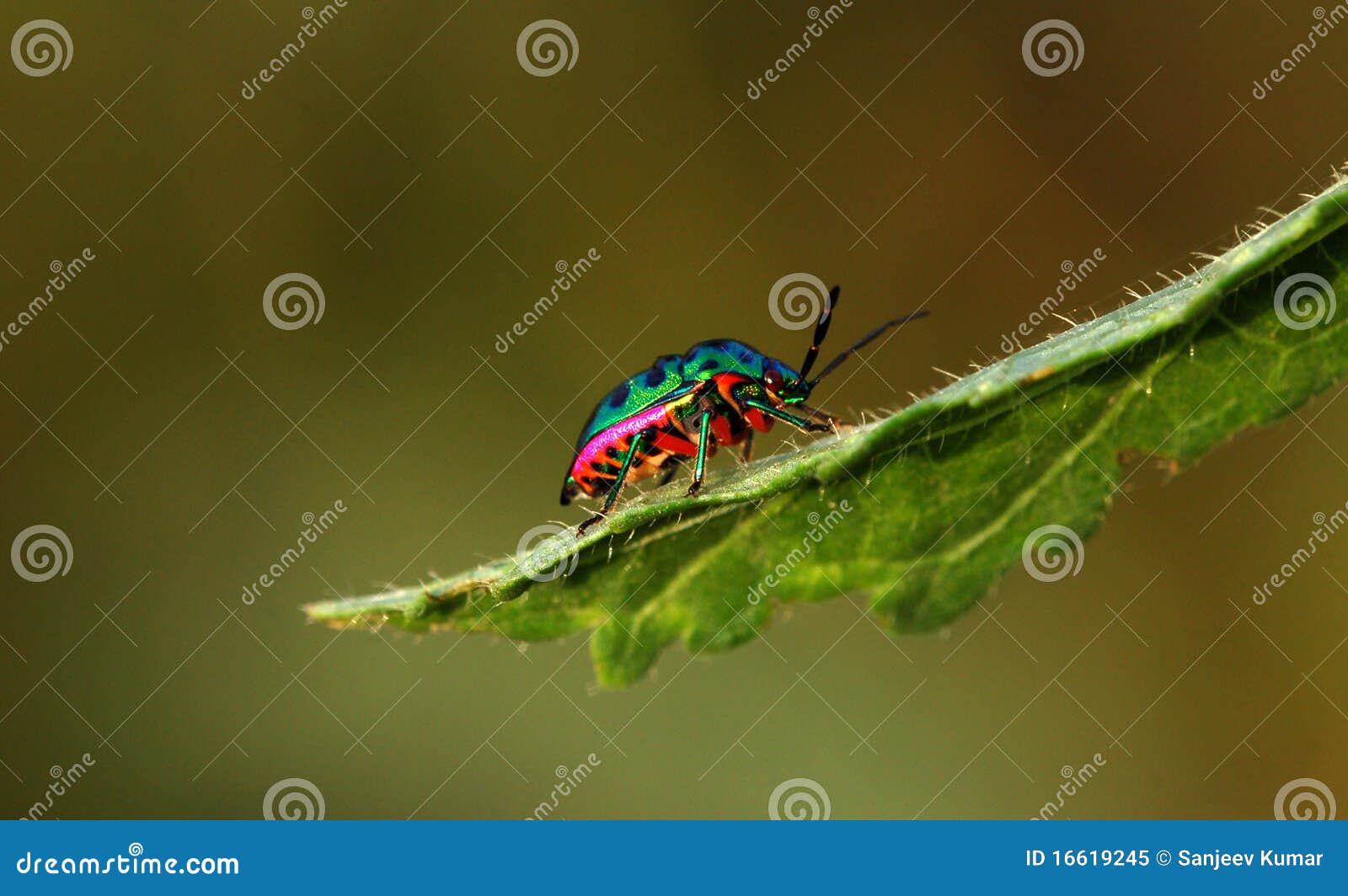 Colorful beetle stock image. Image of texture, wildlife - 16619245