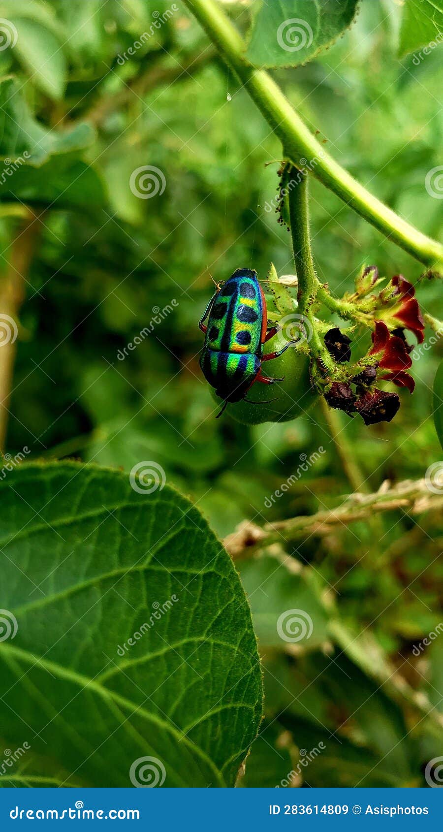 A colorful beetle stock image. Image of beetle, blue - 283614809