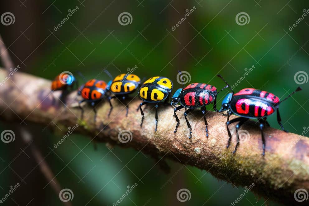 Colorful Beetles in Line on a Tree Branch Stock Illustration ...