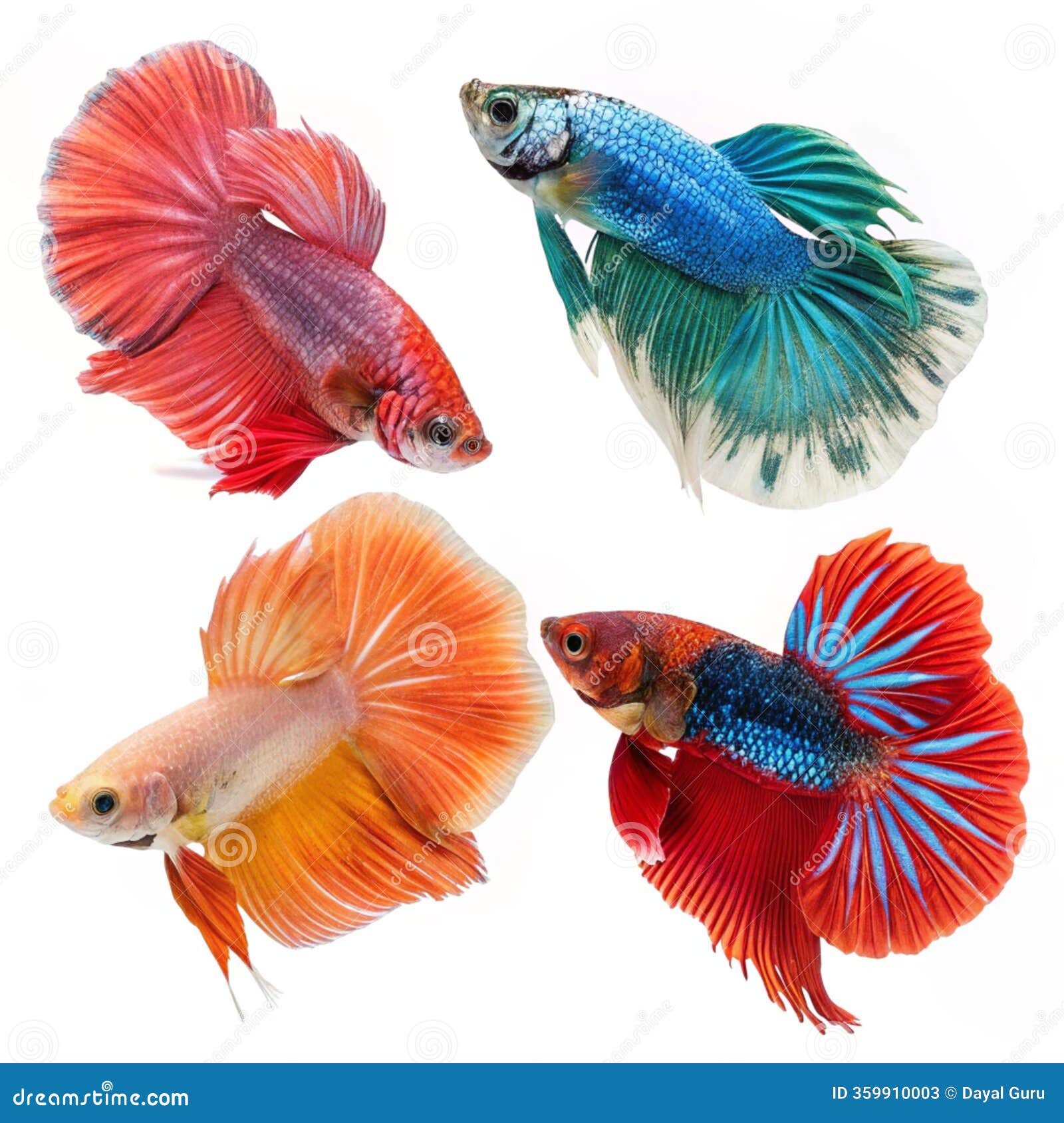 Colorful Betta Fish Vector.beautiful Fighting Fish. | CartoonDealer.com ...