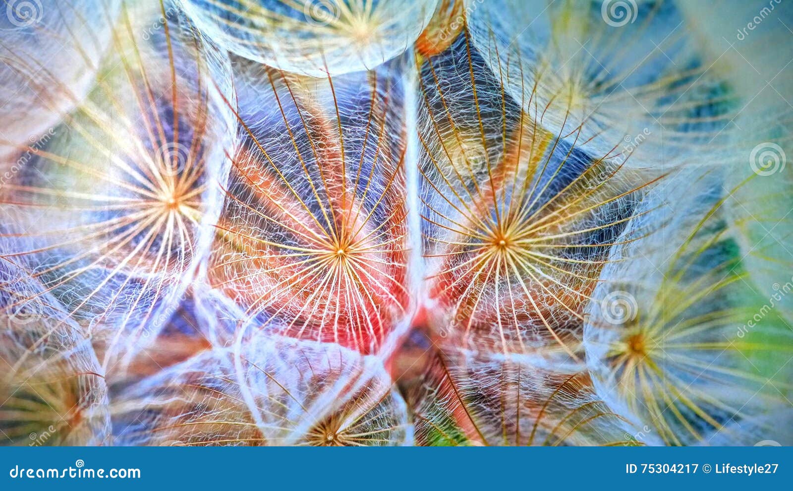 Colorful big dandelions stock image. Image of dandelions - 75304217