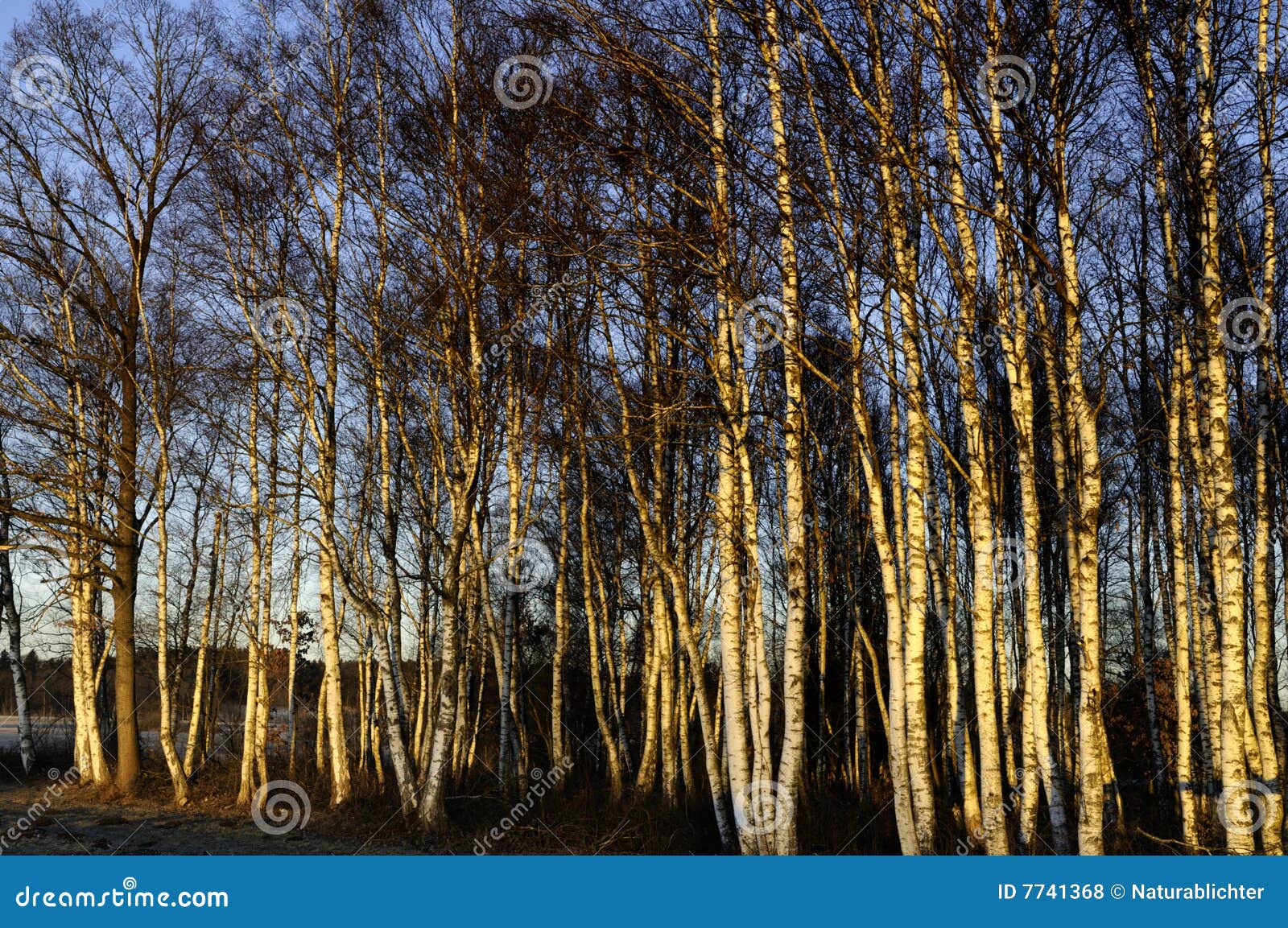 Colorful birch tree forest stock photo. Image of betulaceae - 7741368