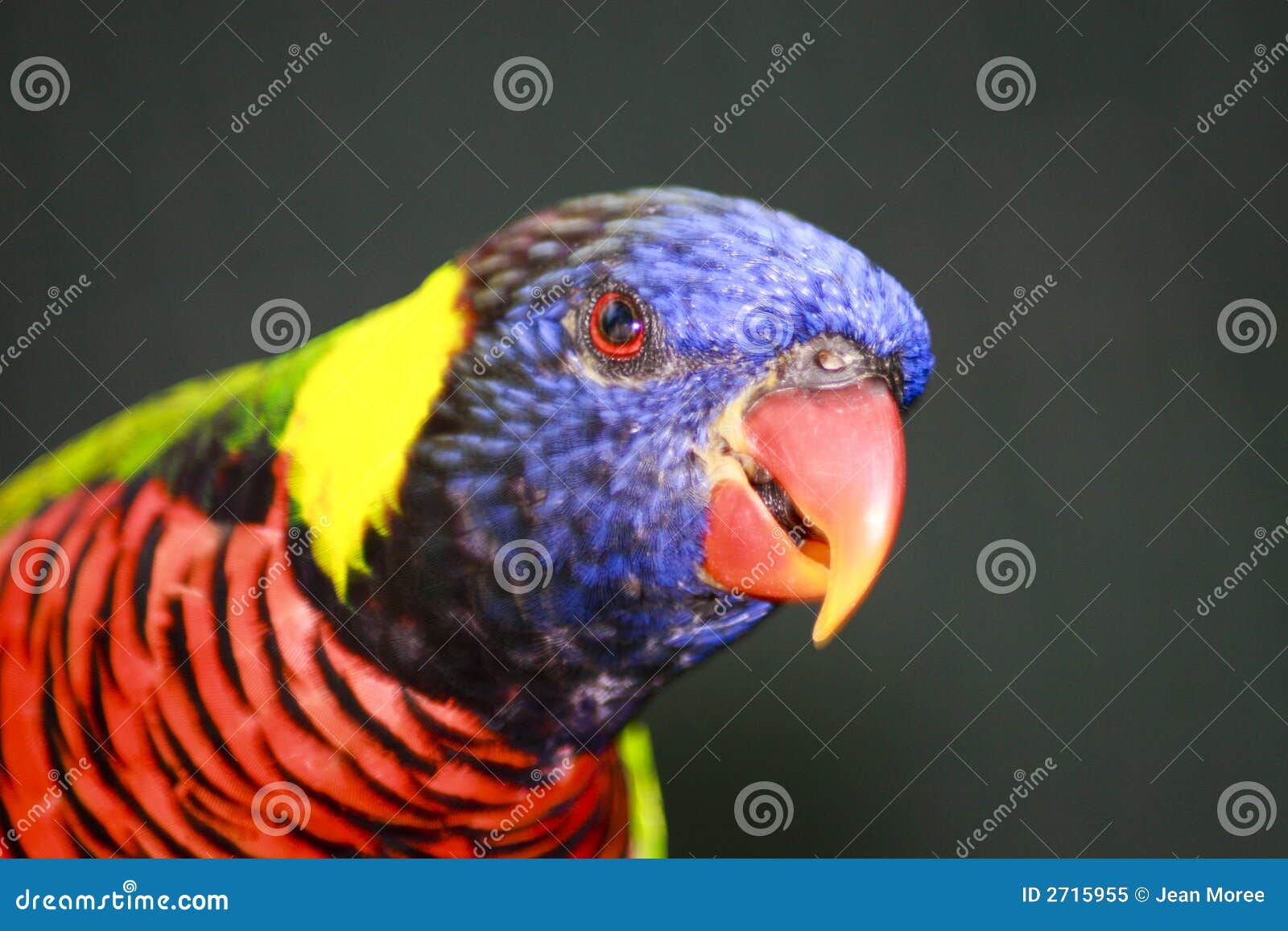 Colorful Bird Isolated With White Background. Royalty-Free Stock Photo ...