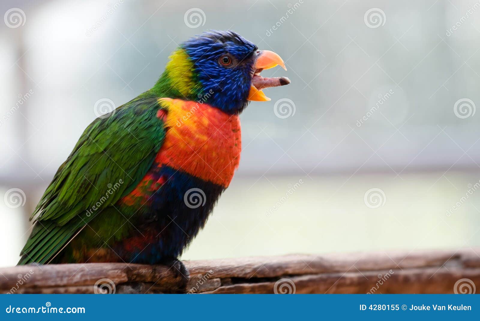 Colorful bird stock image. Image of captivity, beak, colored - 4280155