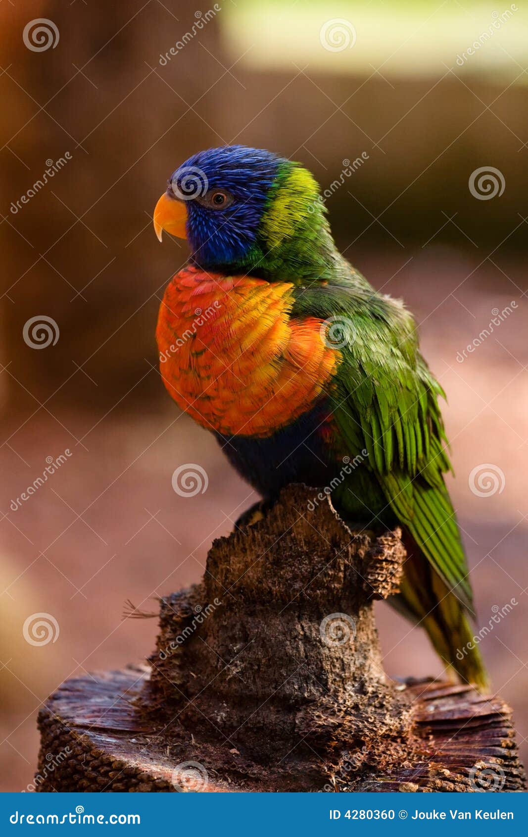 Colorful bird stock photo. Image of exotic, feather, captured - 4280360