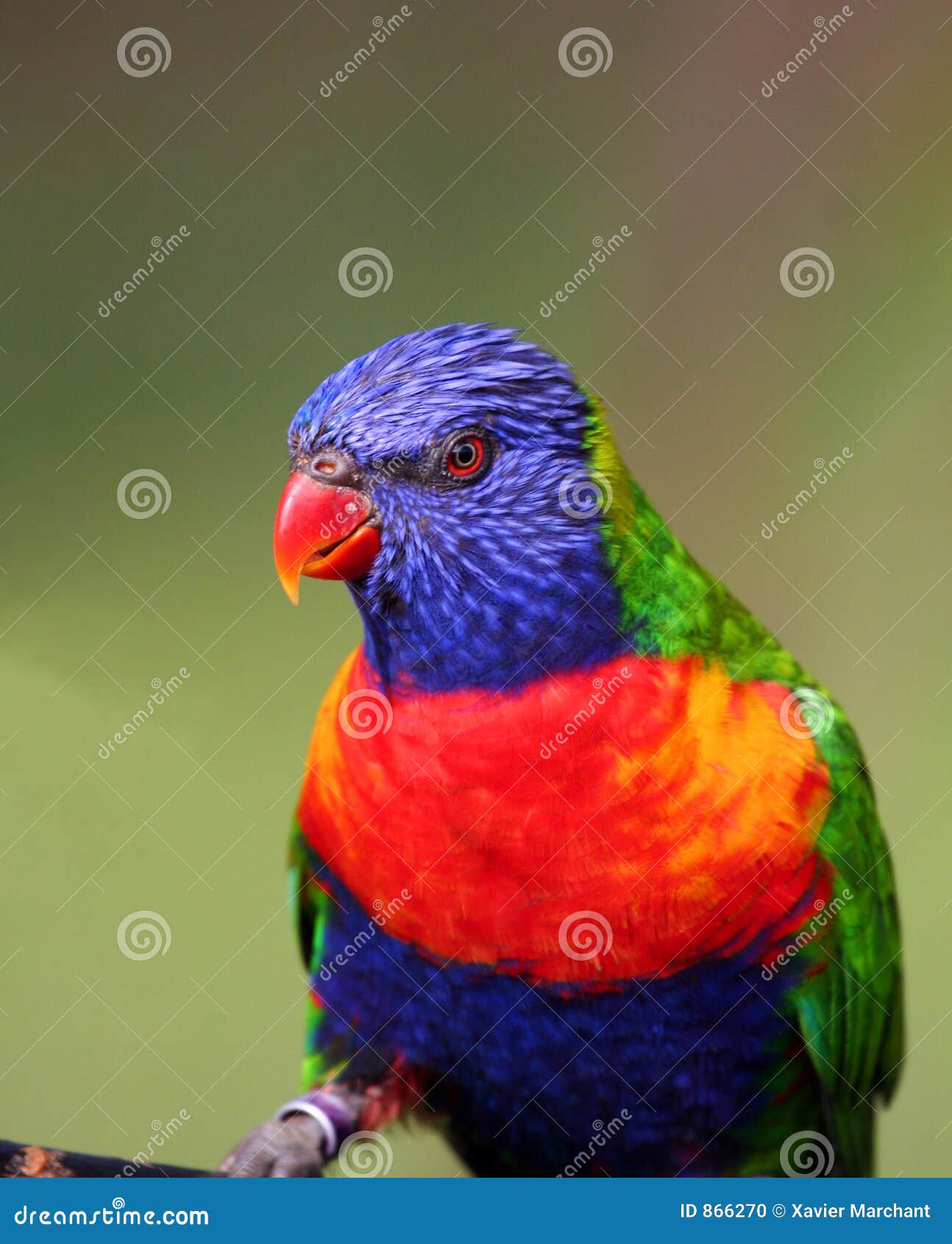 Colorful bird stock photo. Image of zealand, forest, colorful - 866270