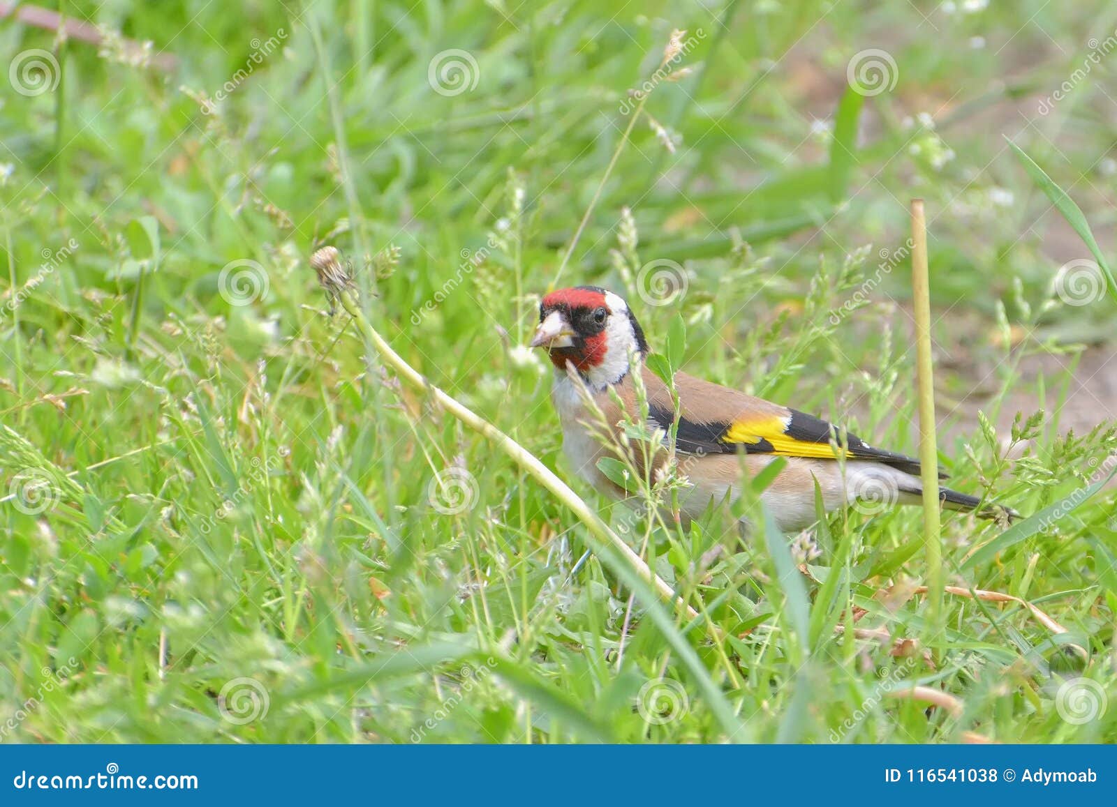 Colorful bird in the tree stock photo. Image of bird - 116541038