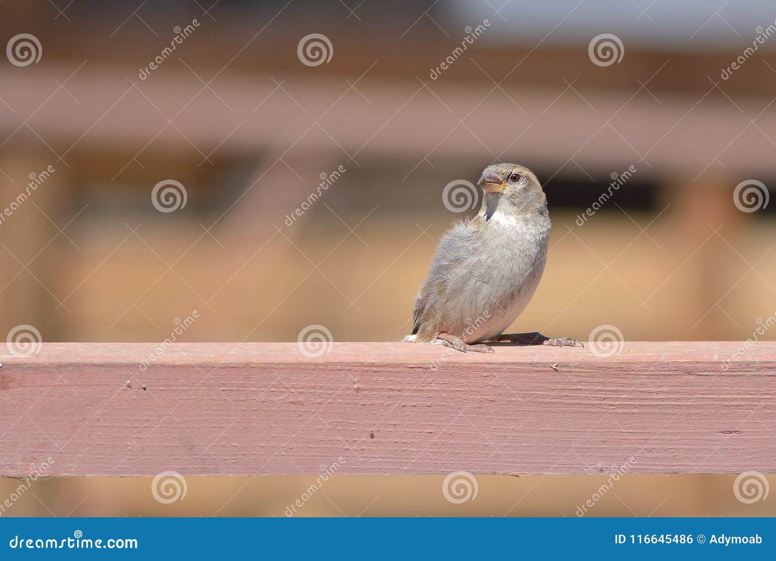 Colorful bird in the tree stock photo. Image of birds - 116645486