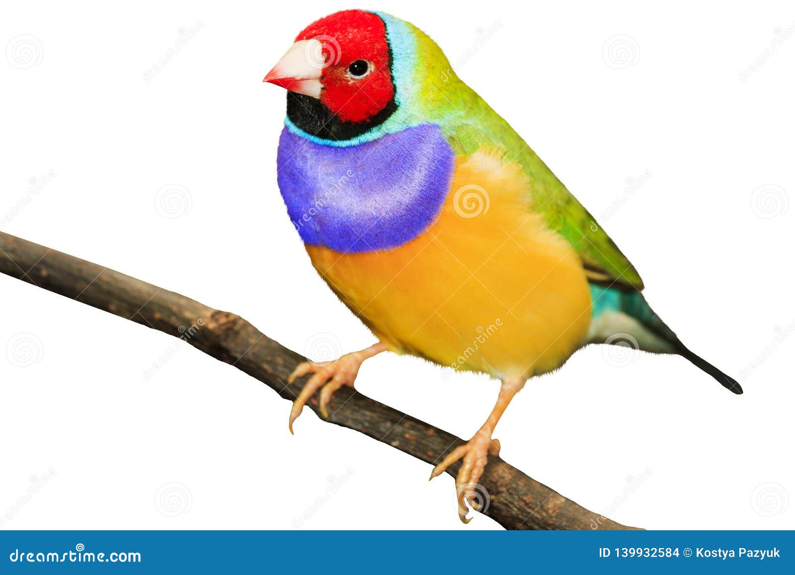 Colorful Bird on a Branch Isolated on White Background Stock Photo ...