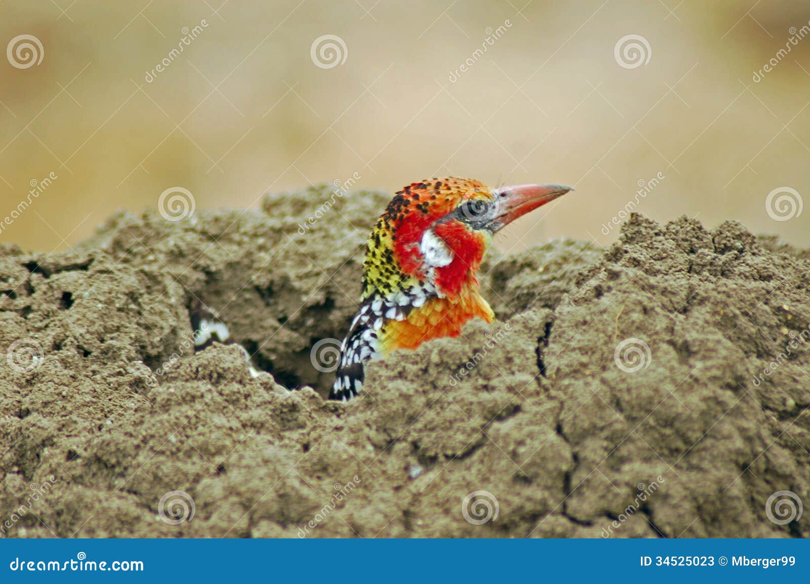 Colorful Bird Building a Nest Stock Image - Image of blue, beauty: 34525023